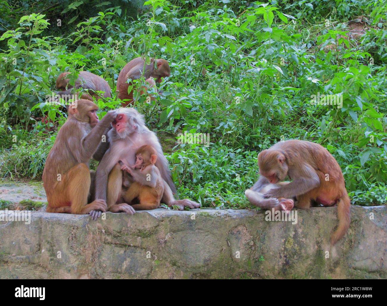 Group of monkeys hi-res stock photography and images - Alamy