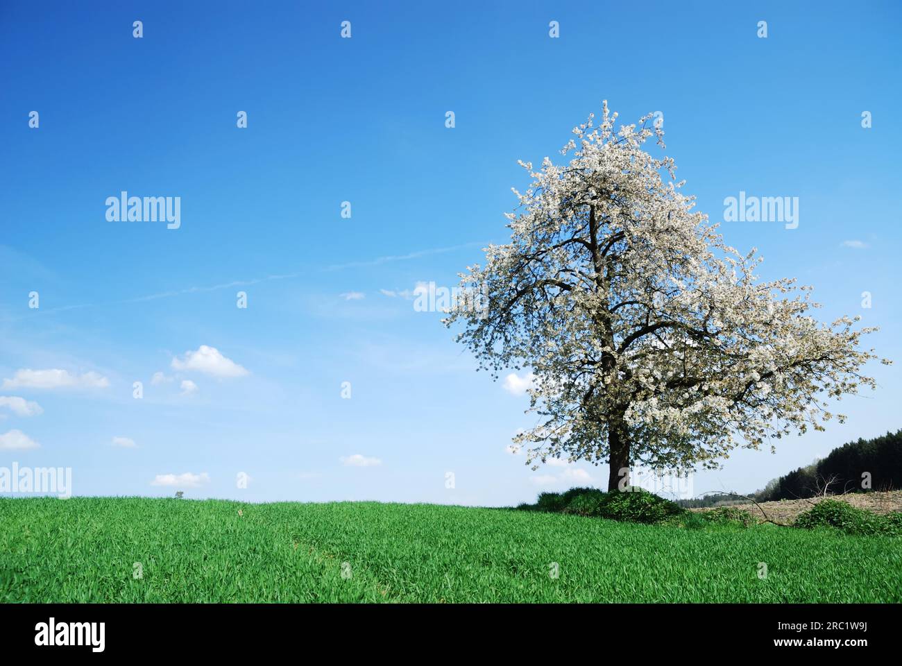 Spring scenic whith a flowering tree in Bavaria Stock Photo - Alamy