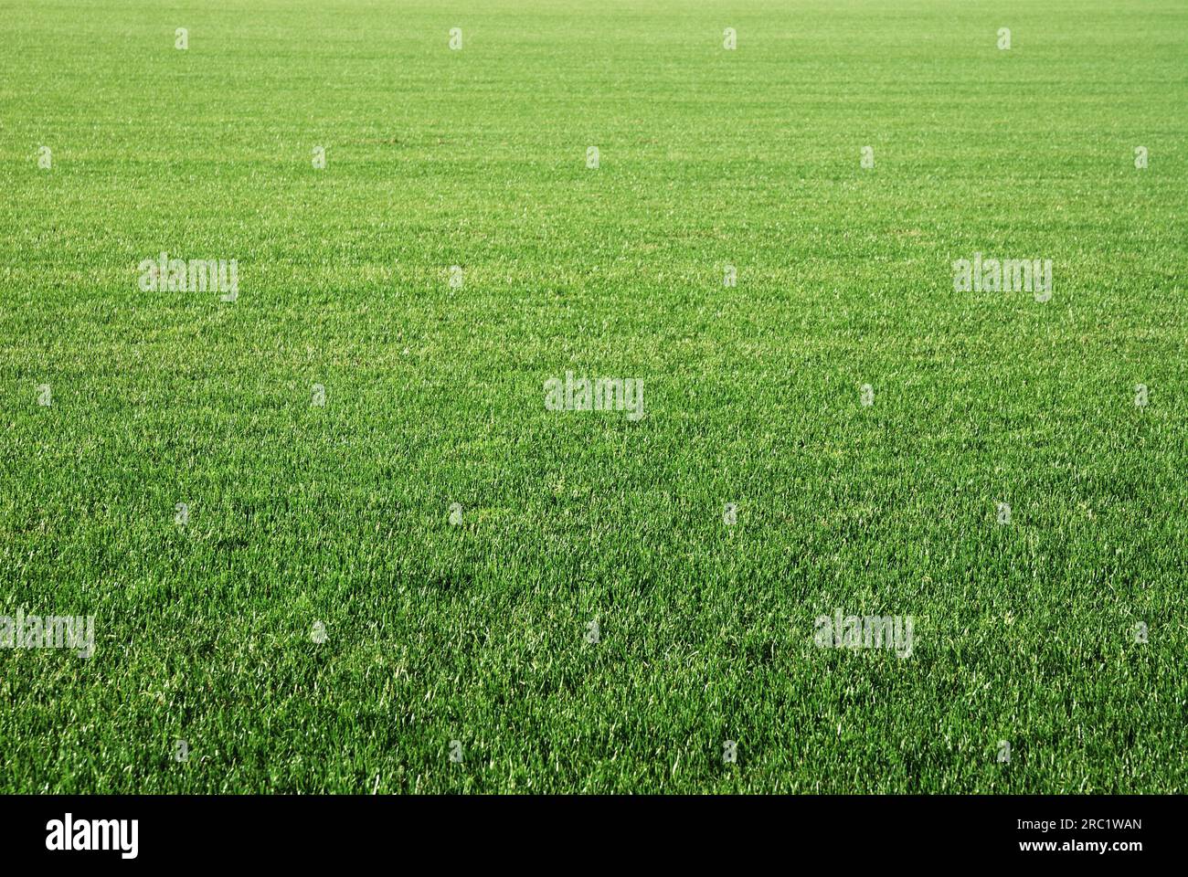 Perfect golf green hi-res stock photography and images - Alamy