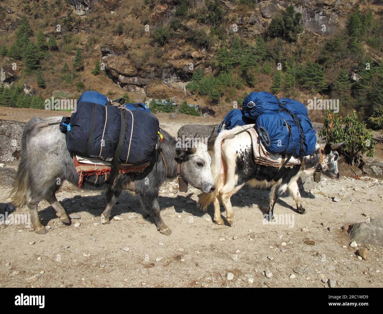 Carrying goods nepal hi-res stock photography and images - Alamy