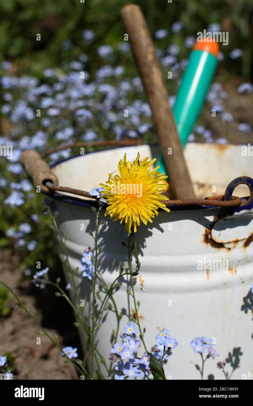 Bucket with garden tools and common dandelion (Taraxacum Stock Photo ...
