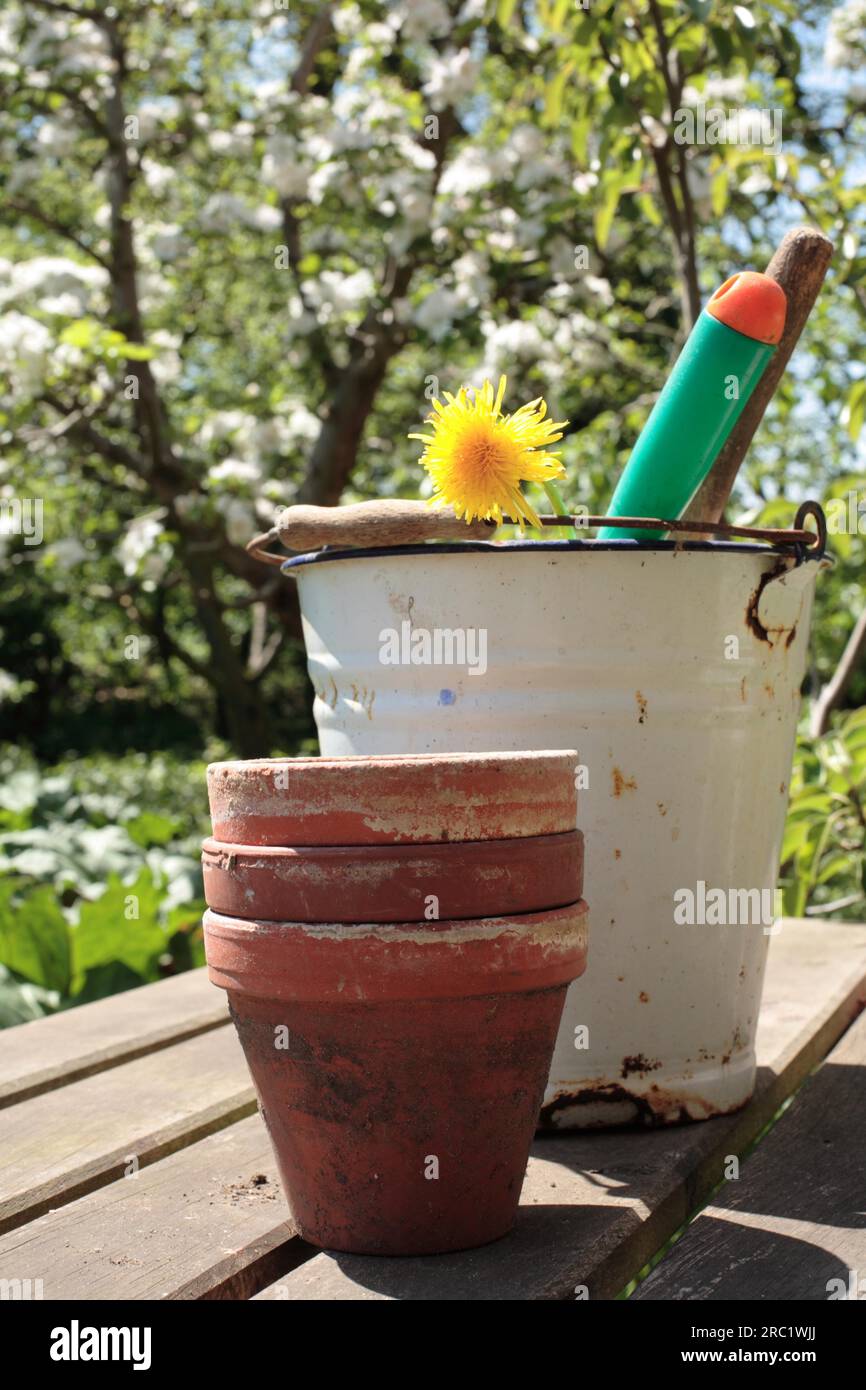 Bucket with garden tools and common dandelion (Taraxacum Stock Photo ...