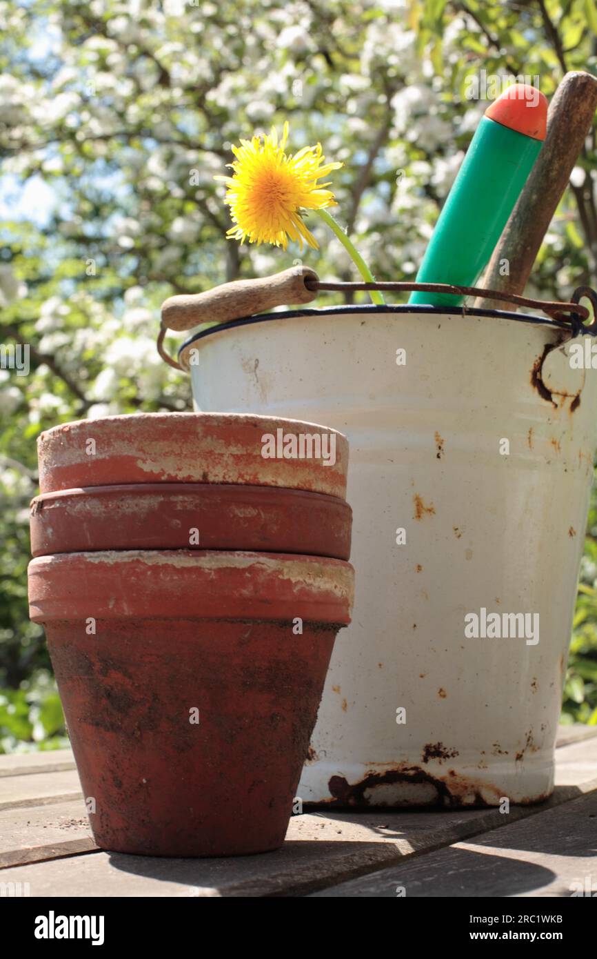 Bucket with garden tools and common dandelion (Taraxacum Stock Photo ...