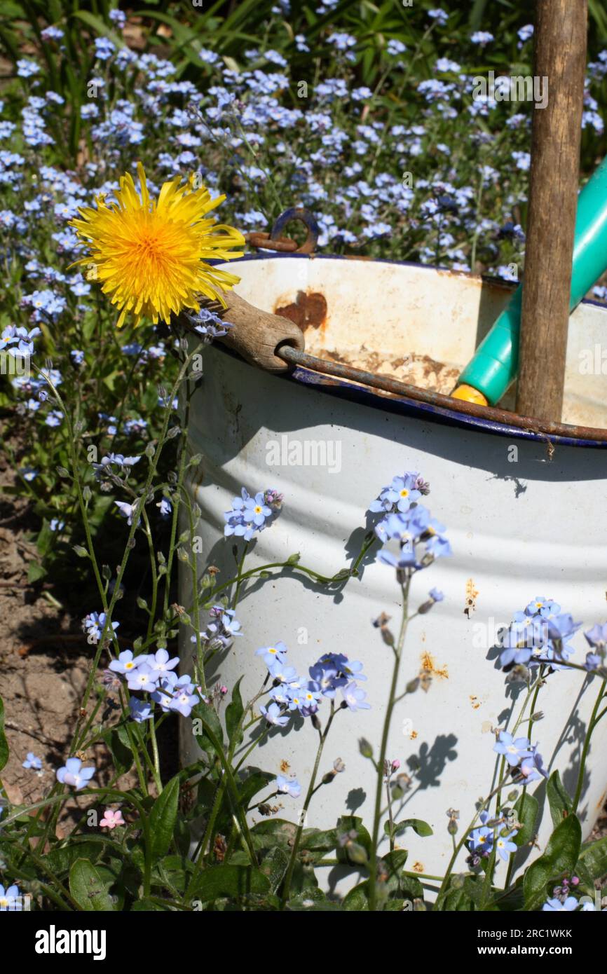 Bucket with garden tools and common dandelion (Taraxacum Stock Photo ...