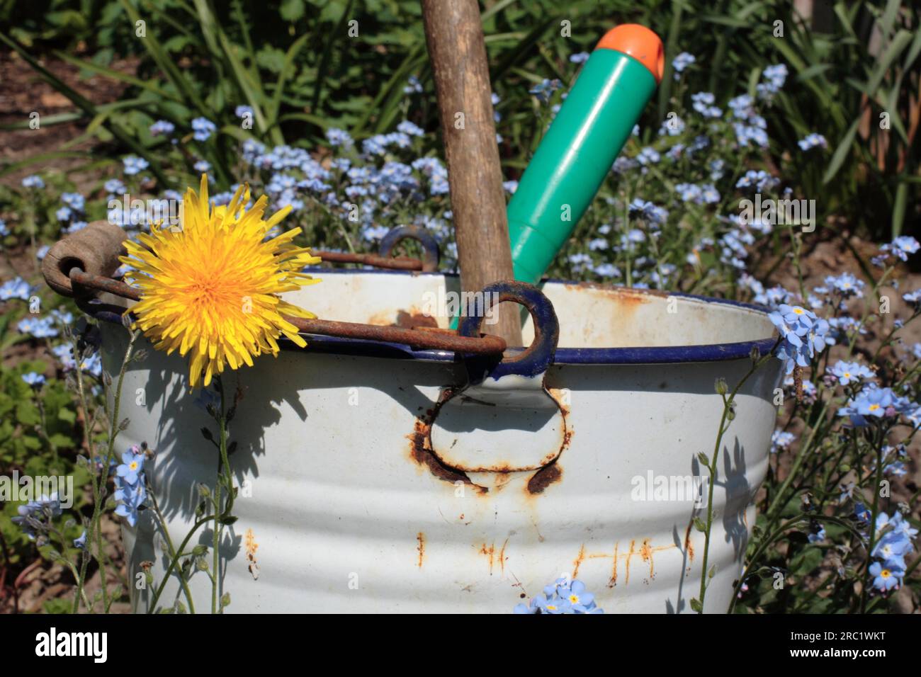 Bucket with garden tools and common dandelion (Taraxacum Stock Photo ...
