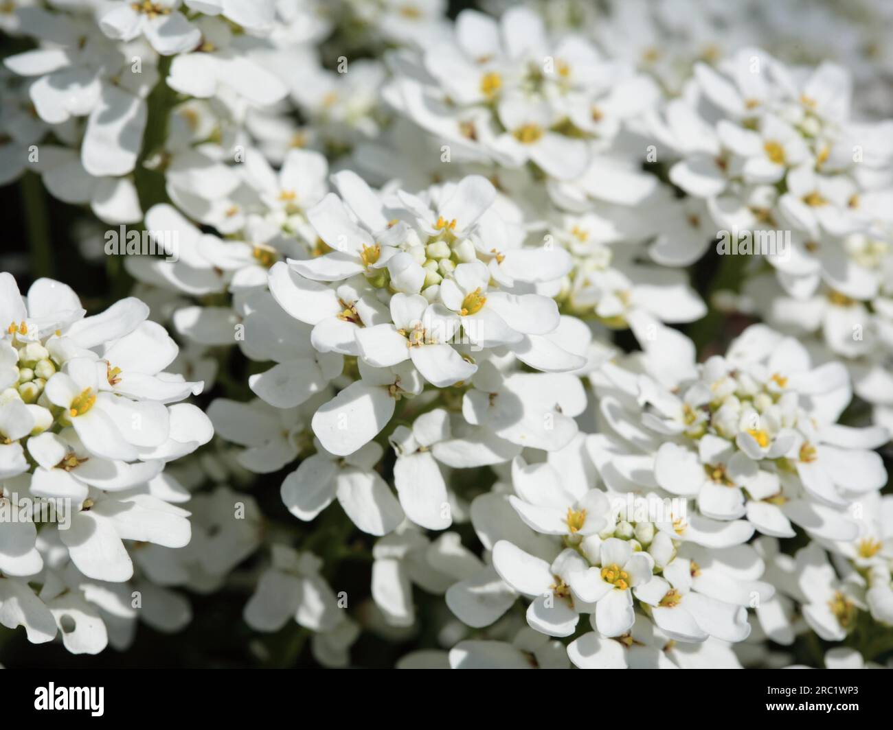 (Iberis sempervirens) 'Dwarf Snowflake Stock Photo - Alamy