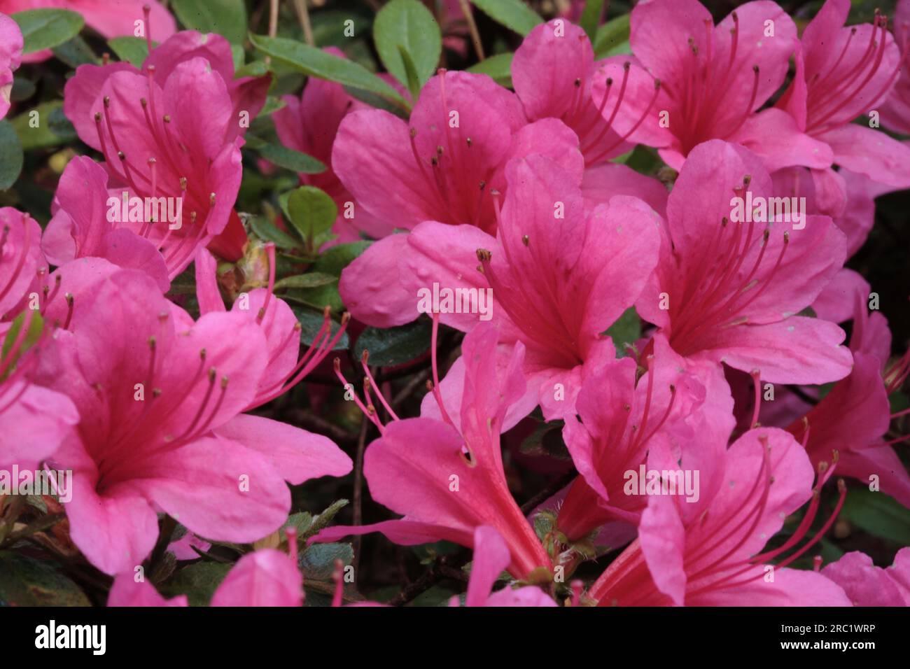 Japanese Azalea - Rhododendron 'General de Gaulle Stock Photo - Alamy