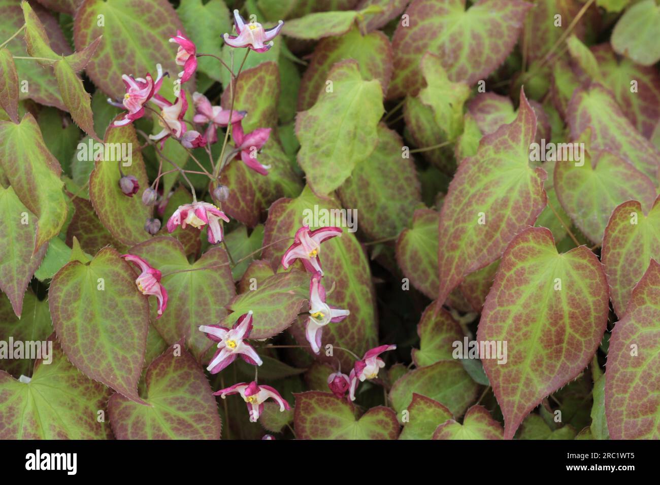 Epimedium grandiflorum 'Rose Queen' - Fairy Flower Stock Photo - Alamy