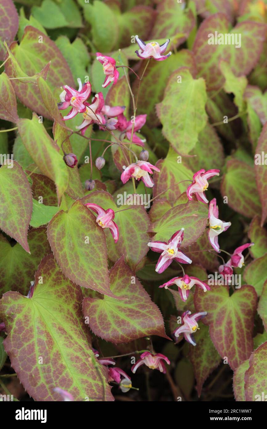 Epimedium grandiflorum 'Rose Queen' - Fairy Flower Stock Photo - Alamy