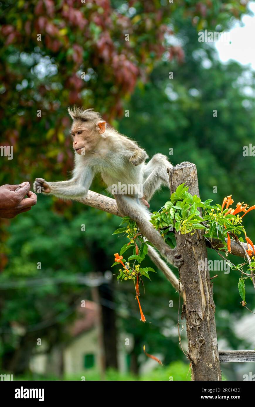 Service Monkey For Disabled