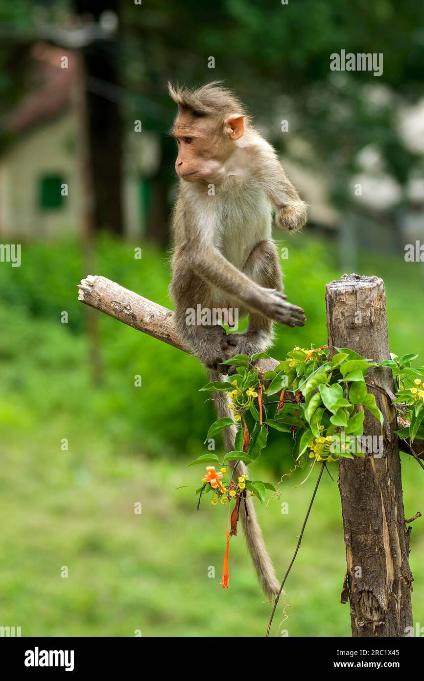 Handicapped handless Bonnet Monkey (Macaca radiata) at Singara near ...