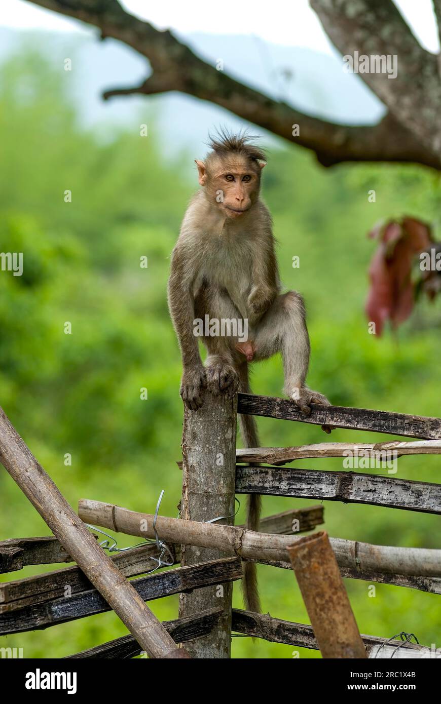 Service Monkey For Disabled