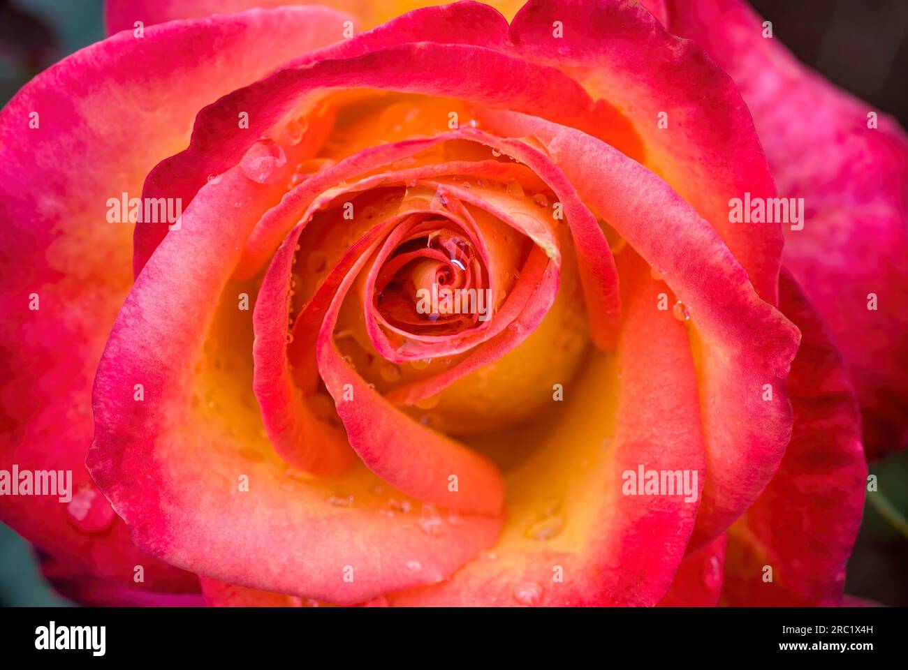 Atida rose flower Government Rose Garden Centenary Rose Park in ...