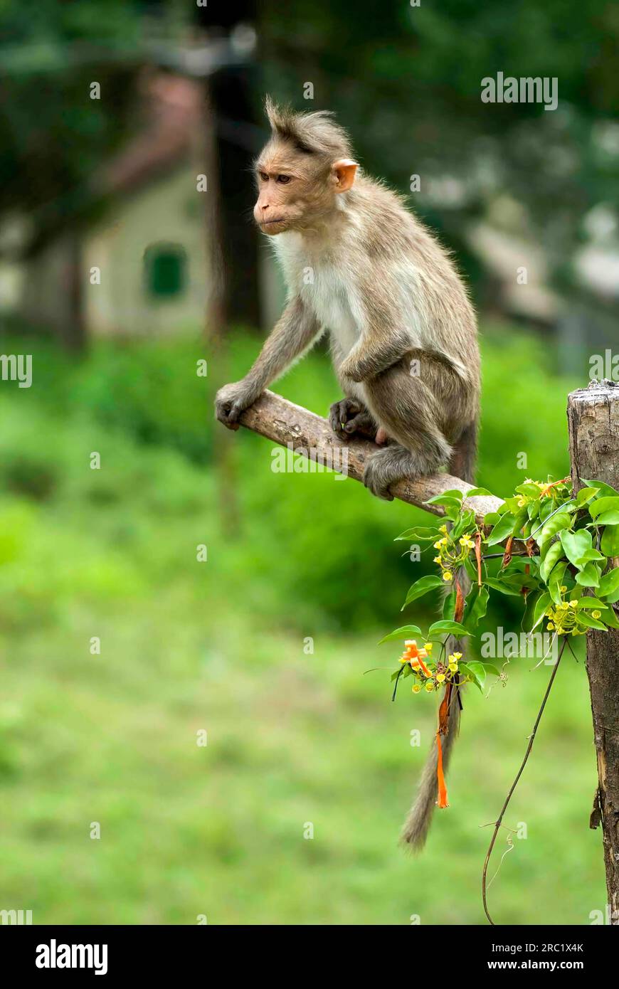 Bonnet monkey hi-res stock photography and images - Alamy
