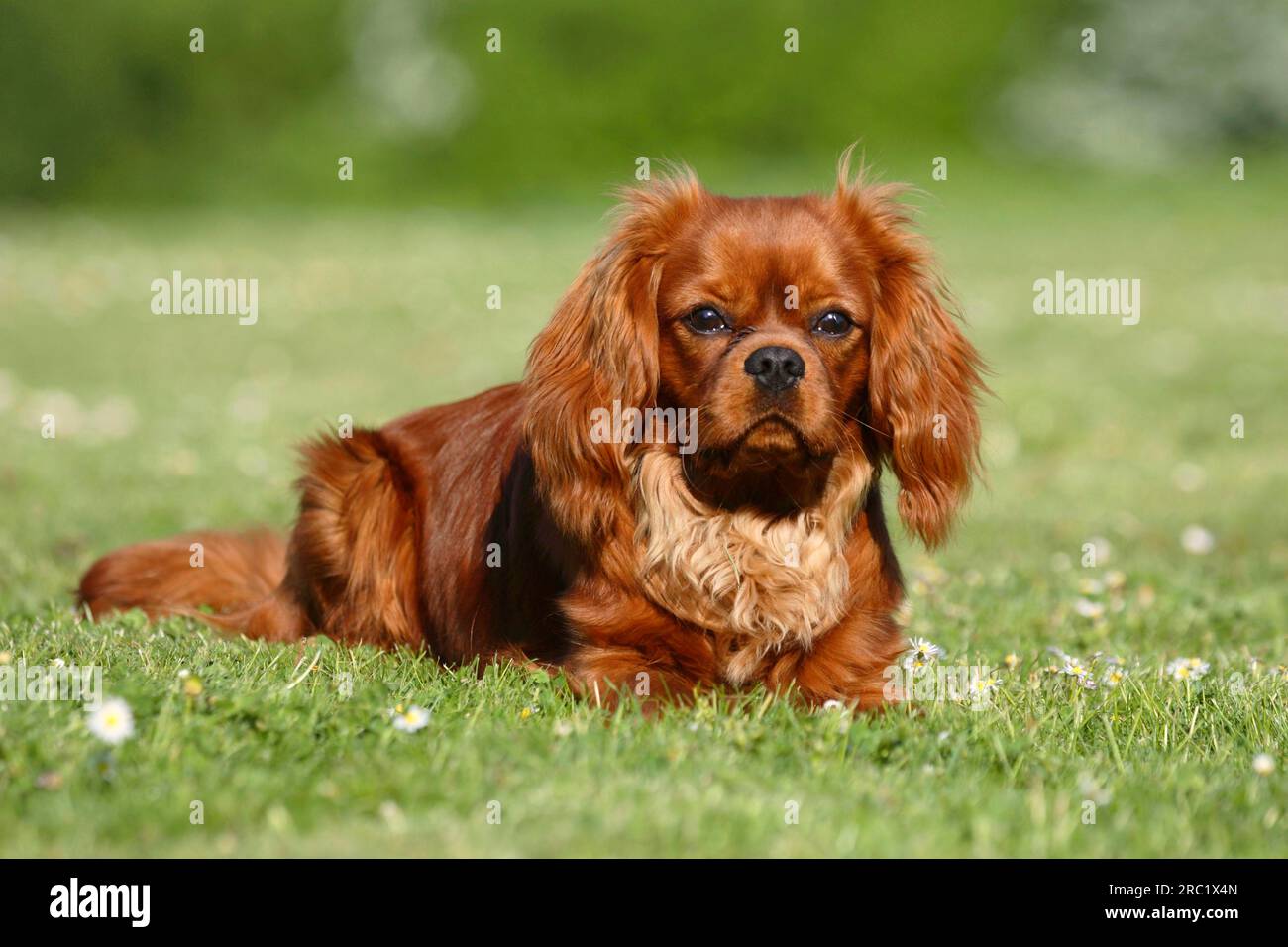Cavalier King Charles Spaniel, ruby, 10 months Stock Photo - Alamy