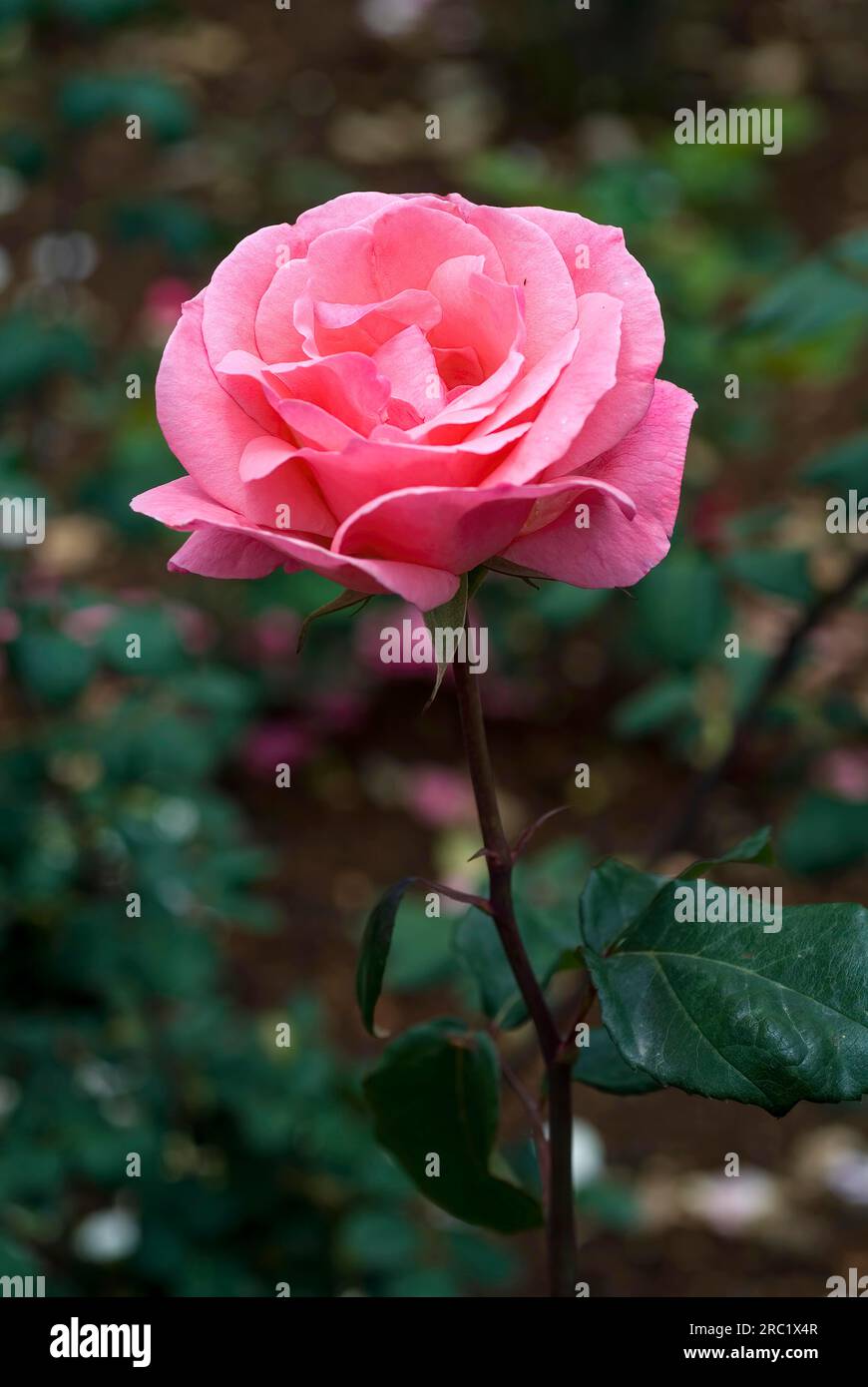 Rose flower Government Rose Garden Centenary Rose Park in Vijayanagaram ...