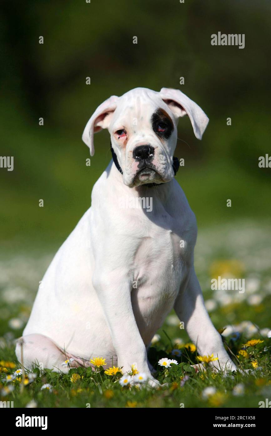 White German Boxer, puppy, 10 weeks Stock Photo - Alamy