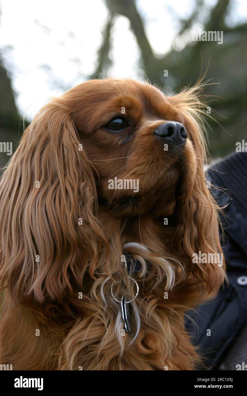 Cavalier King Charles Spaniel, ruby red Stock Photo - Alamy