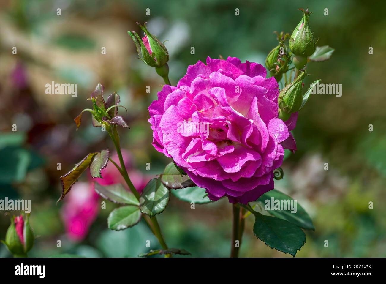 Picture of the Health rose flower Government Rose Garden Centenary Rose ...