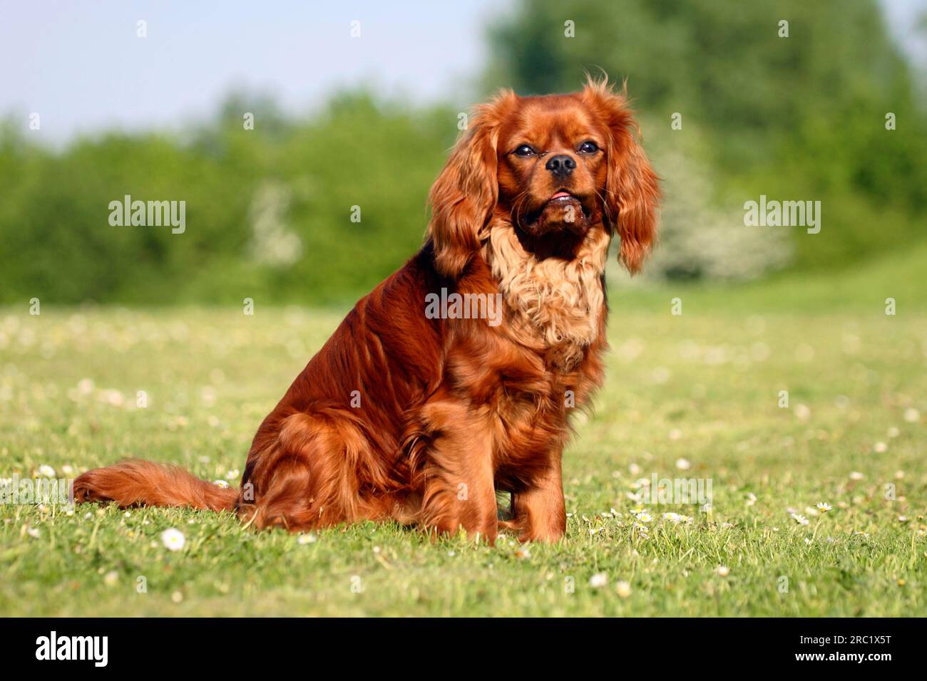 Cavalier King Charles Spaniel, ruby, 10 months Stock Photo - Alamy