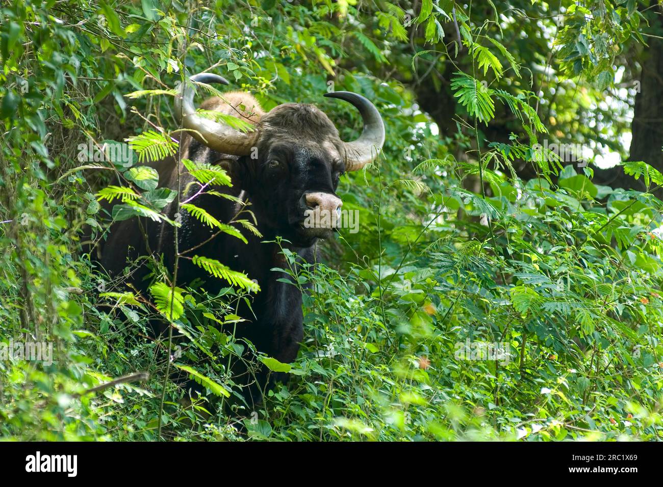 Gaur Indian bison (Bos gaurus) at Singara near Madumalai, Nilgiris ...