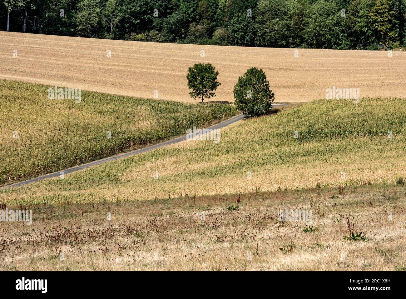 Withered maize fields, fields, meadows, drought, lack of water, climate ...