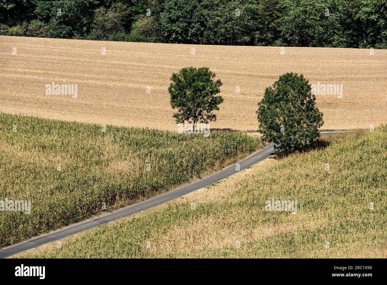Withered maize fields, fields, meadows, drought, lack of water, climate ...