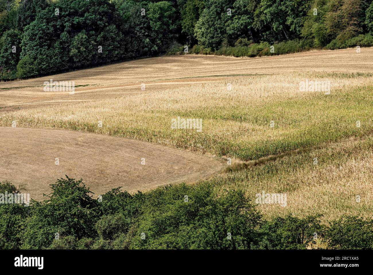 Withered maize fields, fields, meadows, drought, water shortage ...