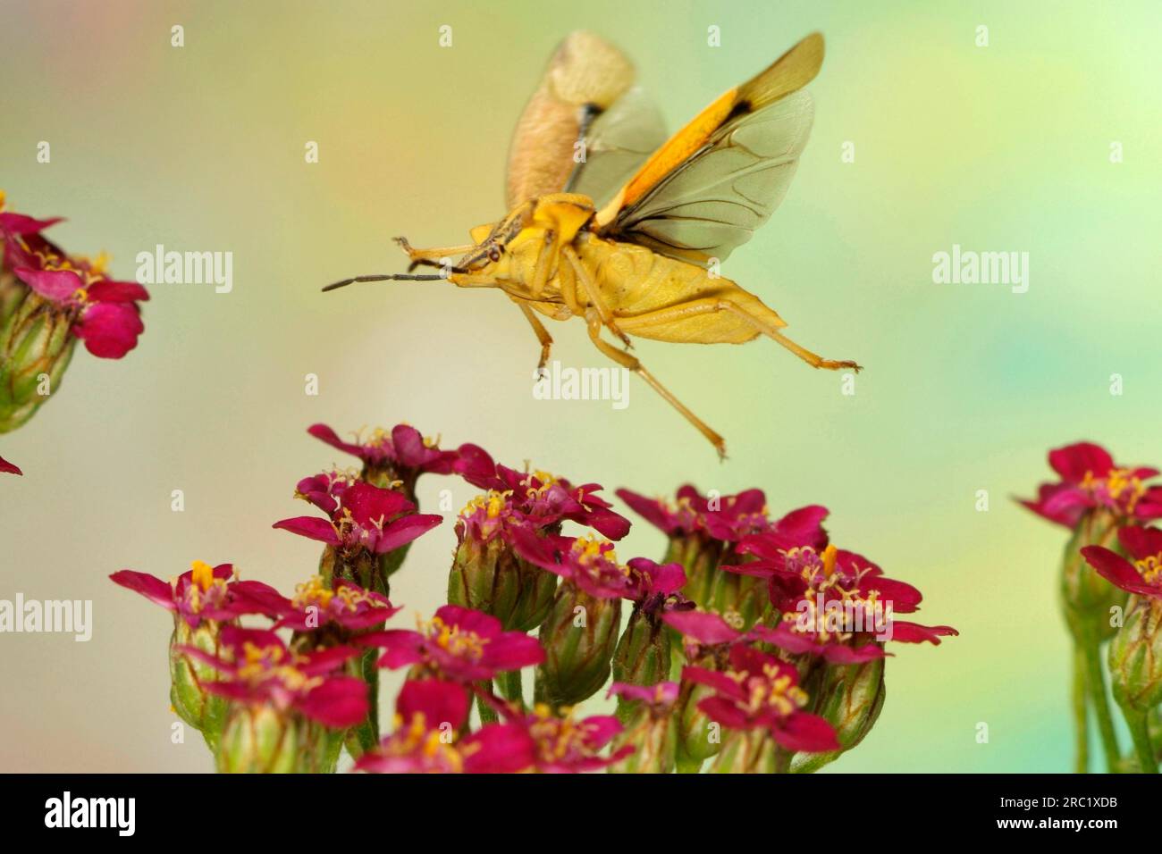 Northern fruit bug (Carpocoris fuscipinus), releasable Stock Photo - Alamy