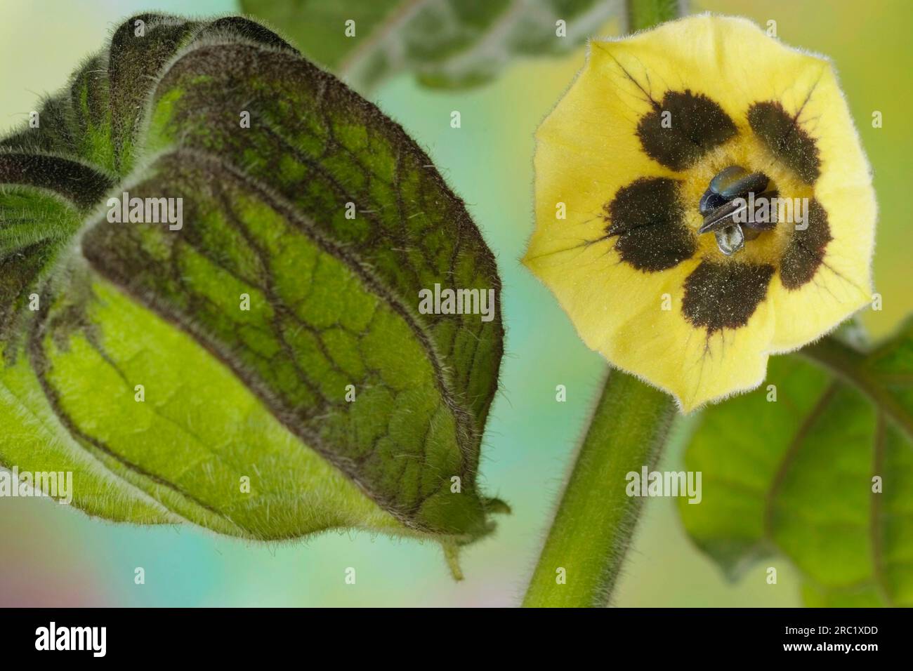 Cape gooseberry, Peruvian bladder cherry (Physalis peruviana), Andean ...