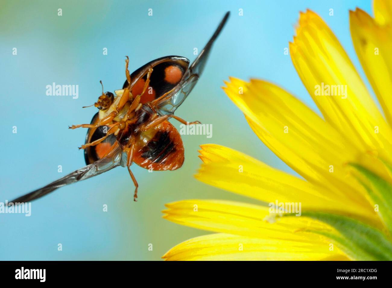 Asian lady beetle (Harmonia axyridis), detachable Stock Photo - Alamy