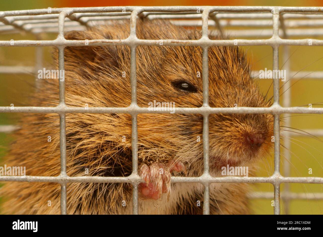 Live mouse in trap hi-res stock photography and images - Alamy