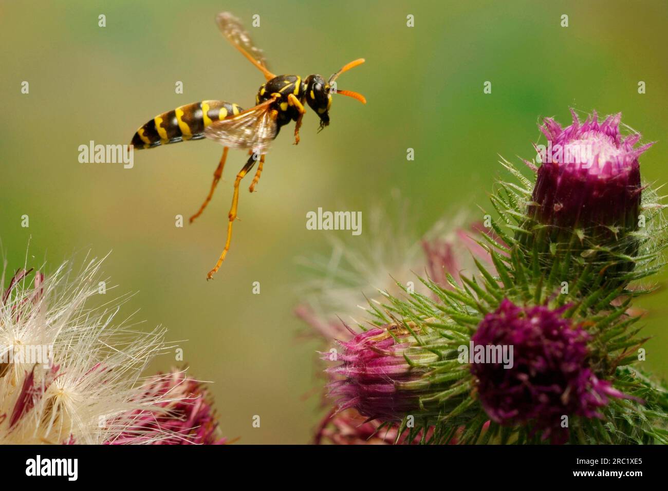 Polistes gallicus hi-res stock photography and images - Alamy