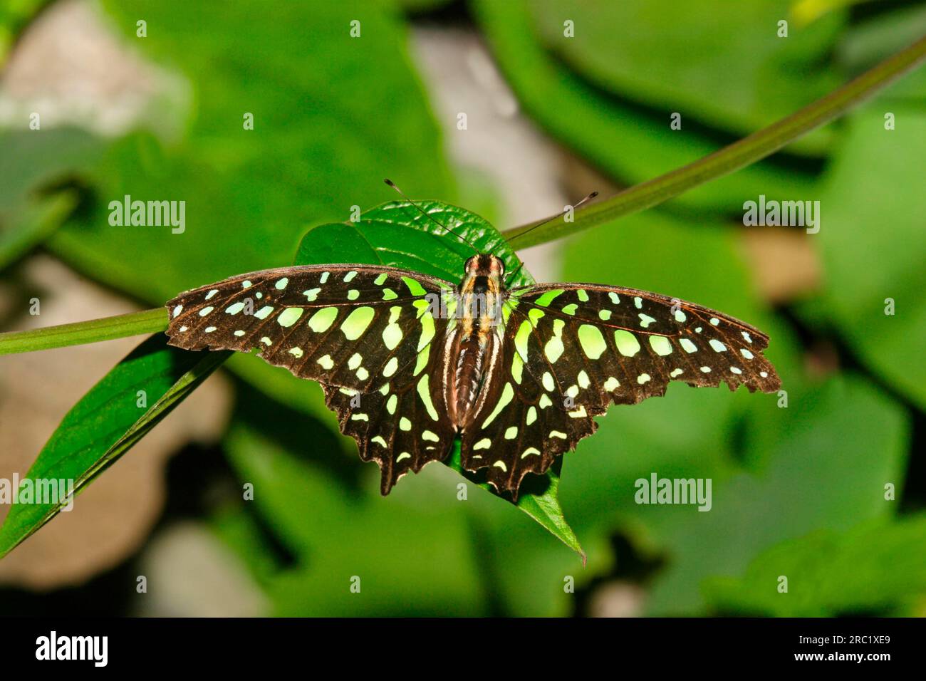Rajah brooke's birdwing hi-res stock photography and images - Alamy