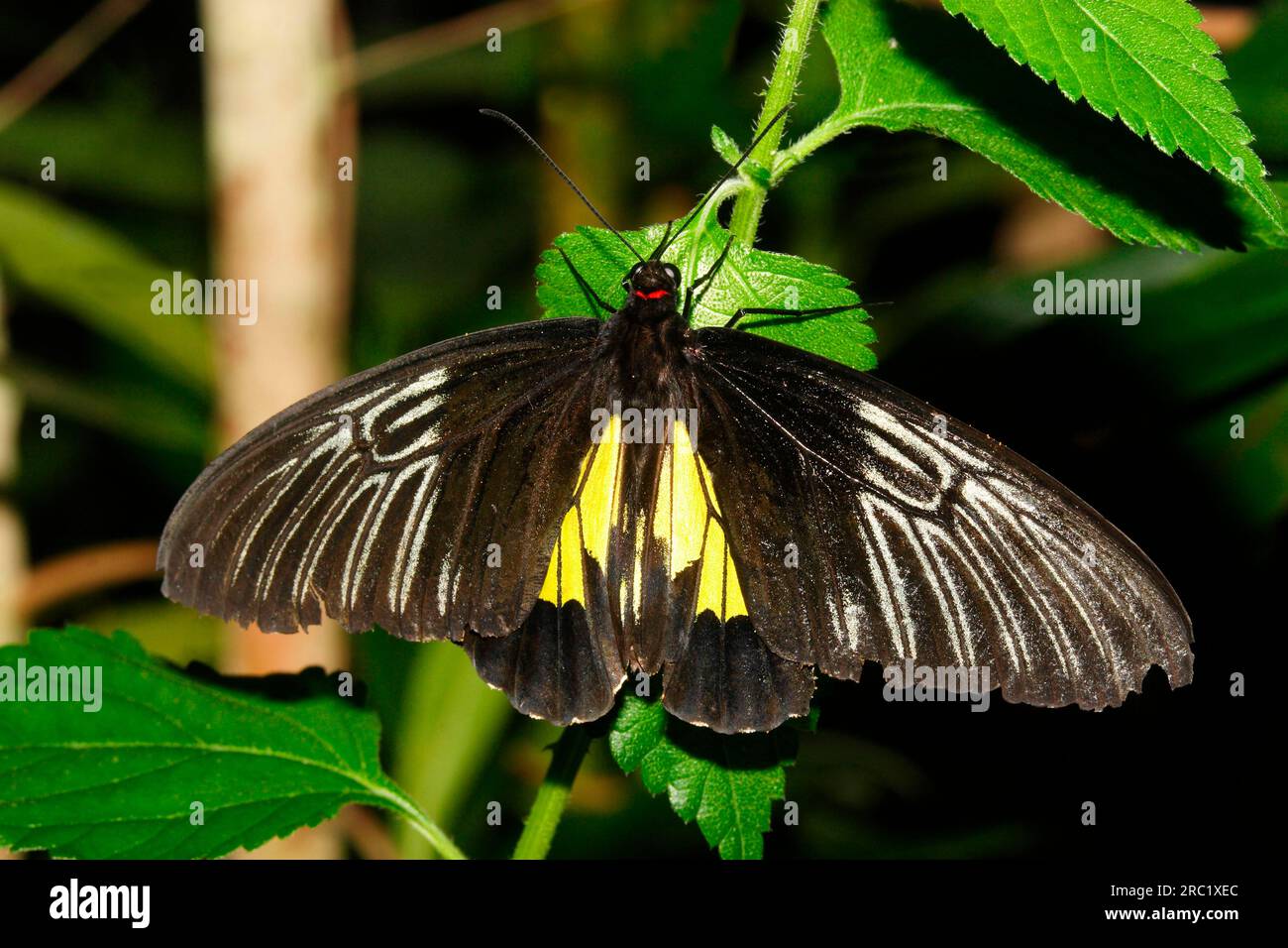 Helena's common birdwing (Troides helena), detachable Stock Photo - Alamy