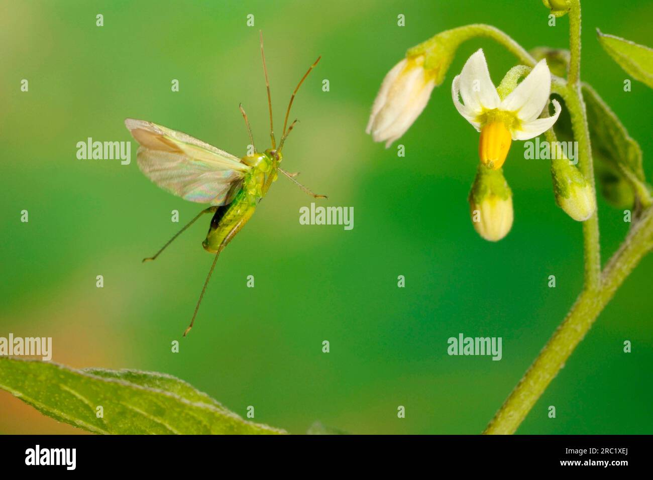 Common green capsid (Lygocoris pabulinus), releasable Stock Photo - Alamy Common green capsid (Lygocoris pabulinus), releasable Stock Photo - Alamy