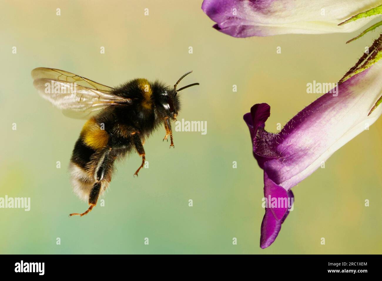Large earth bumblebee (Bombus terrestris), lateral, detached Stock ...