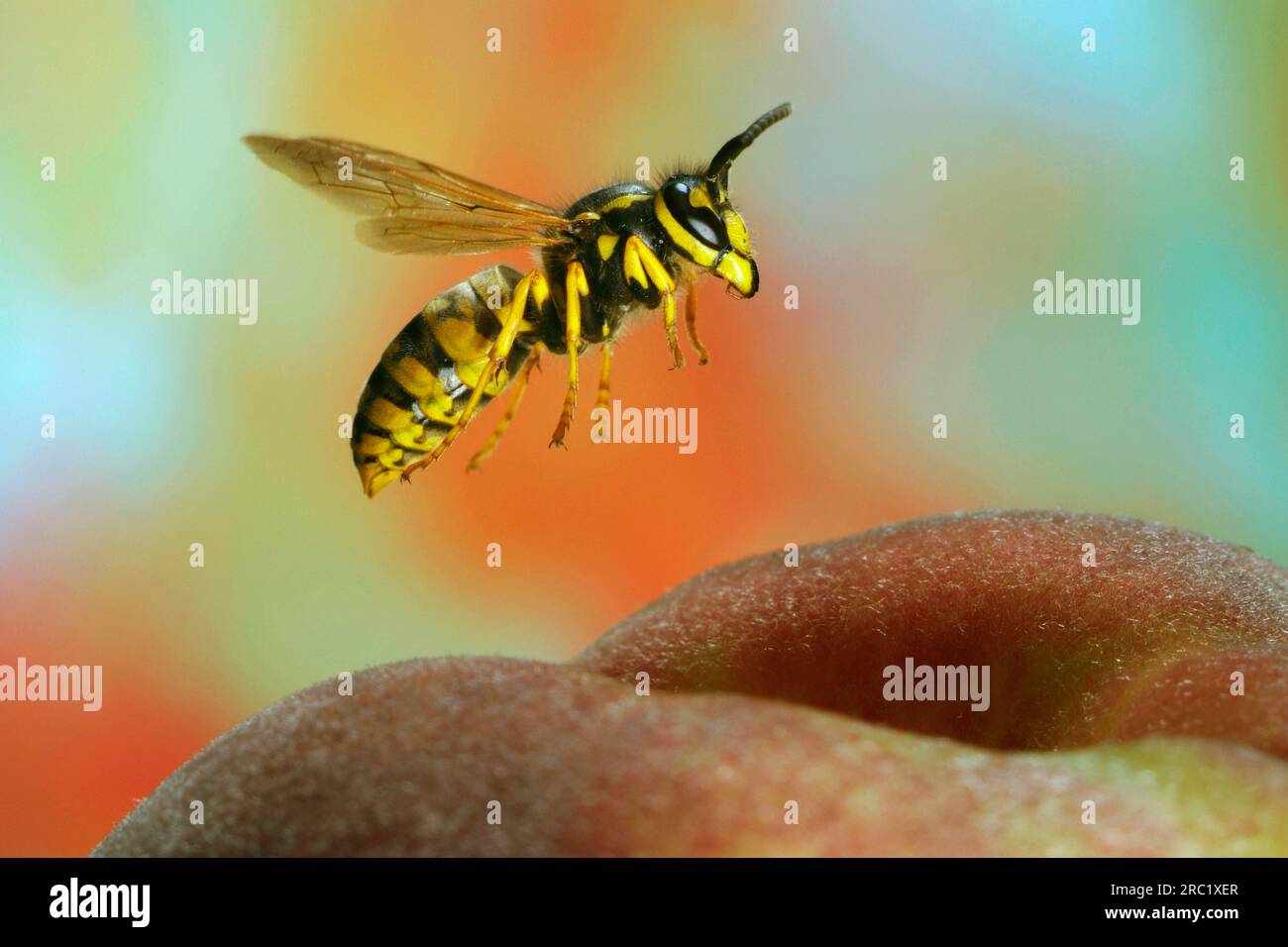 German wasp (Vespula germanica) (Paravespula germanica), wasp, exempt ...