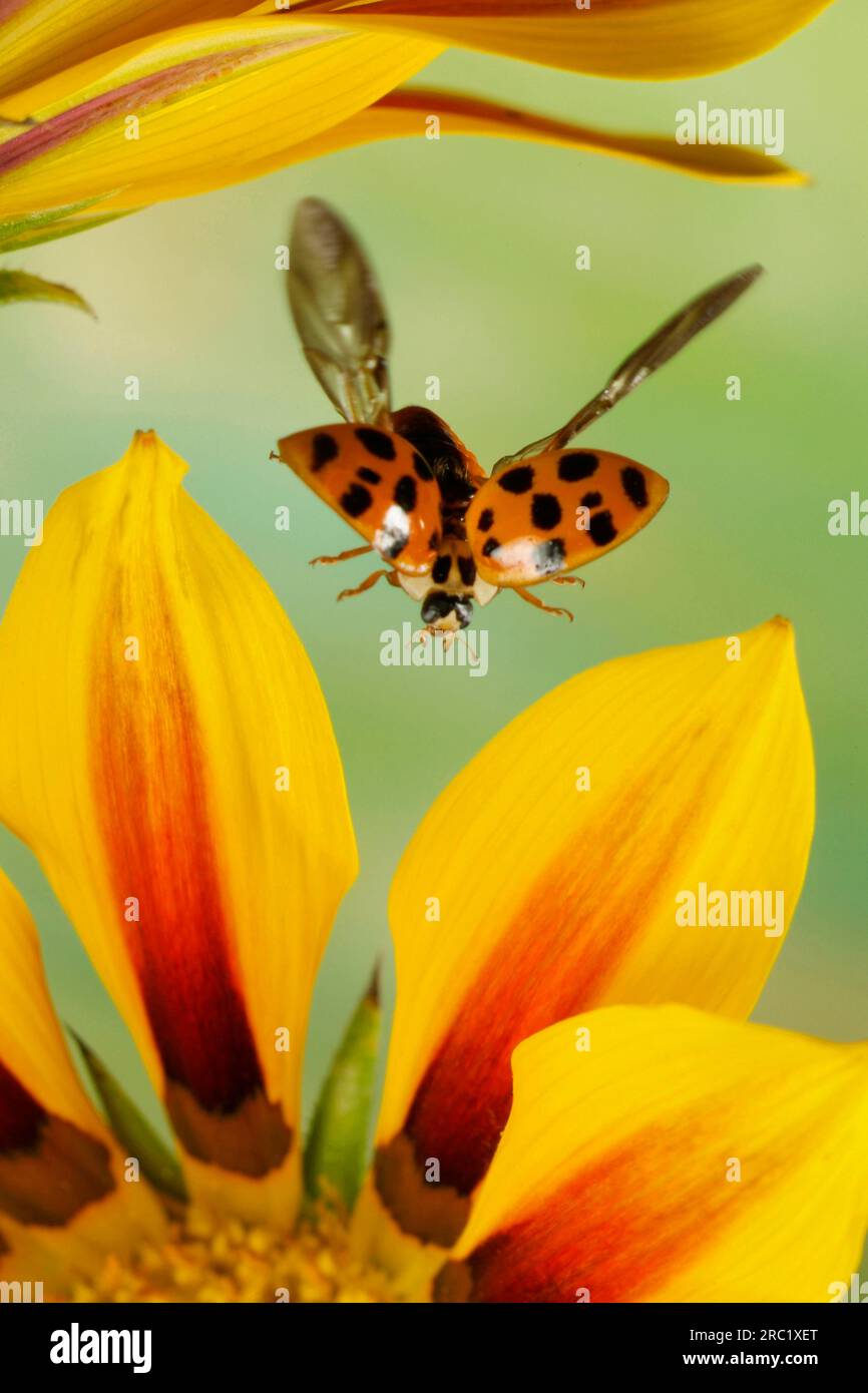 Asian lady beetle, Asian lady beetle (Harmonia axyridis), detachable ...