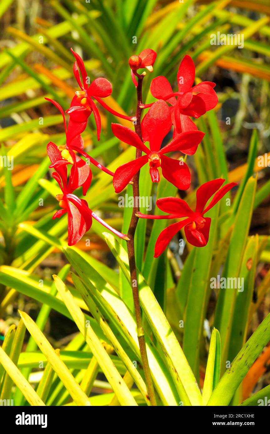 Blue disa flower hi-res stock photography and images - Alamy