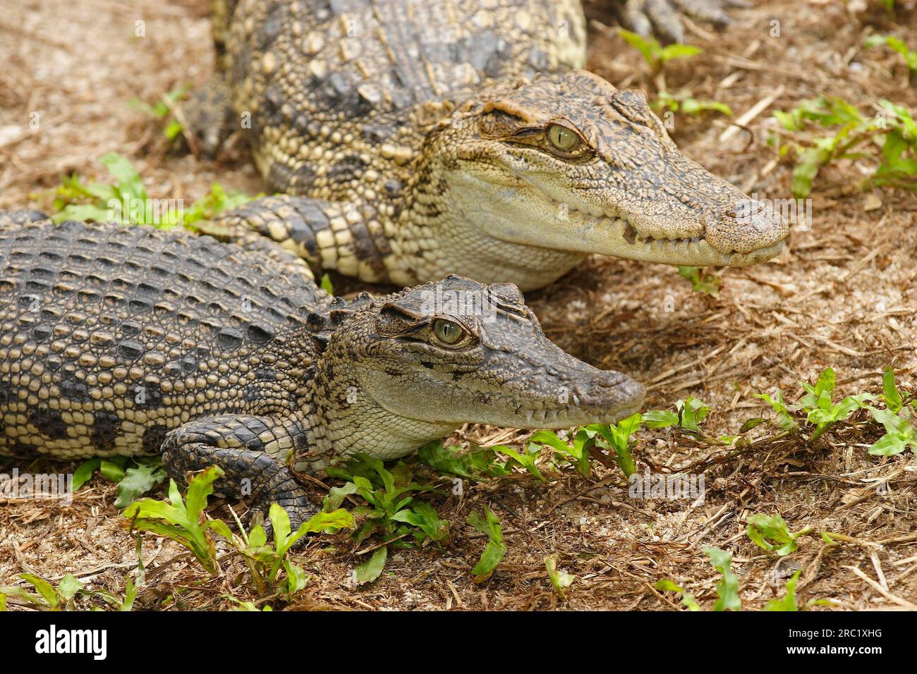 Siamese Crocodiles (Crocodylus siamensis), Thailand Stock Photo - Alamy