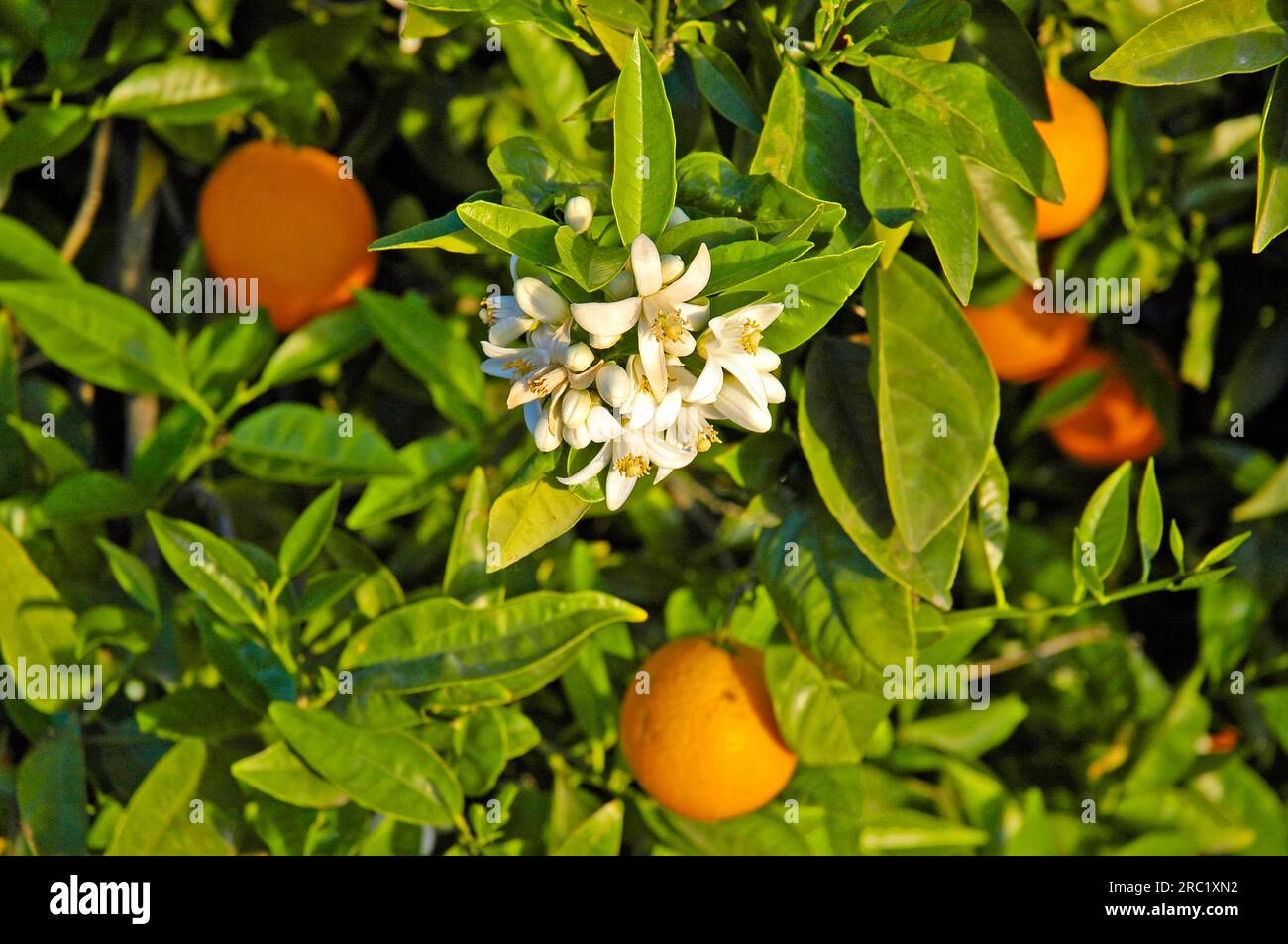 Blossom citrus sinensis hi-res stock photography and images - Alamy
