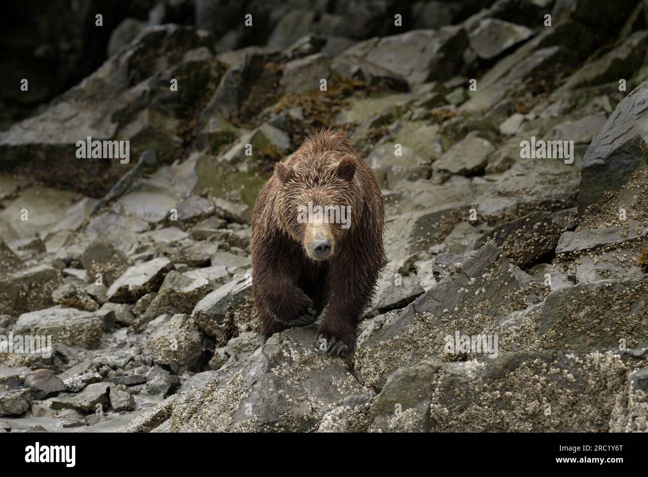 Brown bear on rocks Stock Photo - Alamy