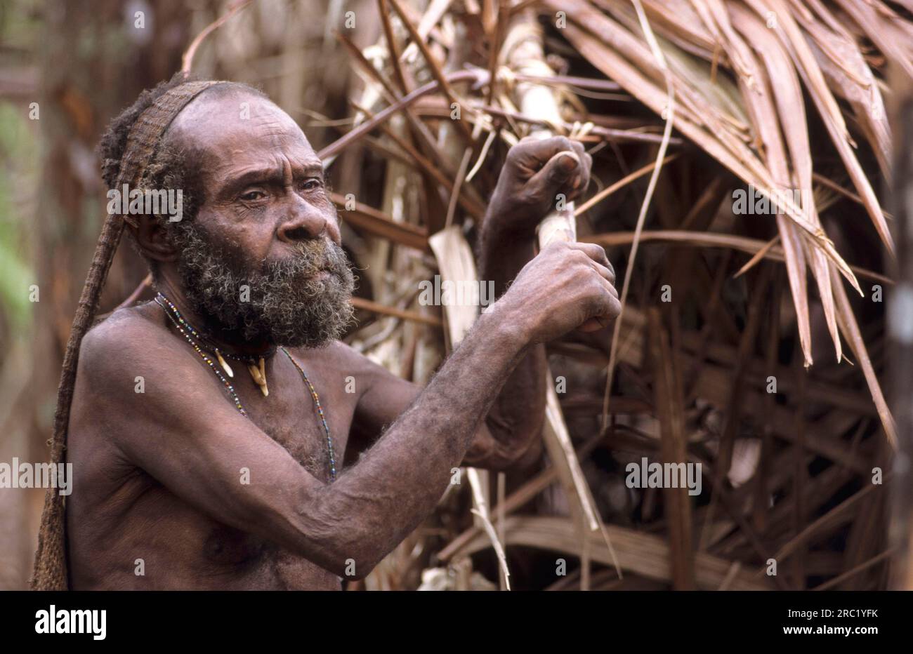 Old man of the Korowai people, West Papua, West New Guinea, Irian-Jaya ...