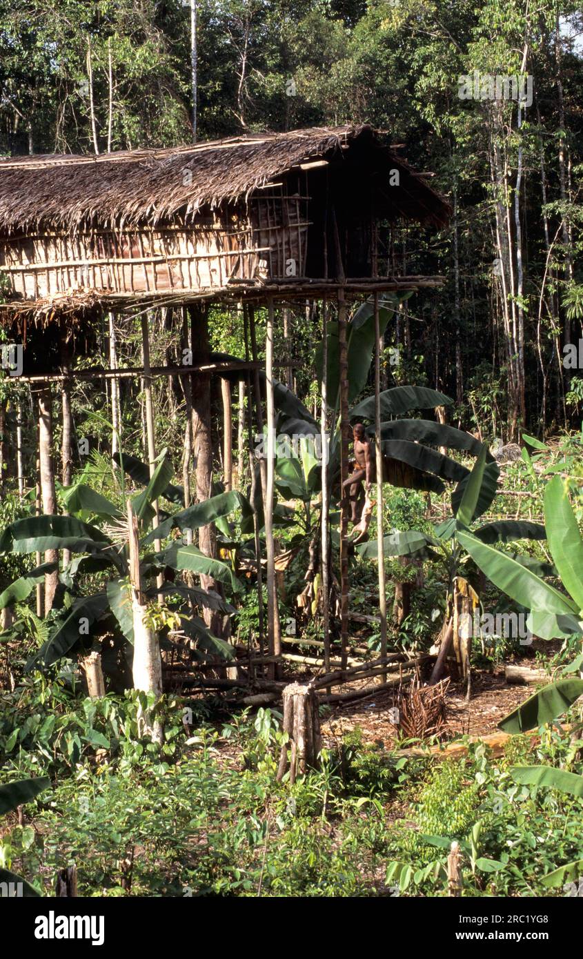 Traditional tree house, Korowai people, West Papua, West New Guinea ...