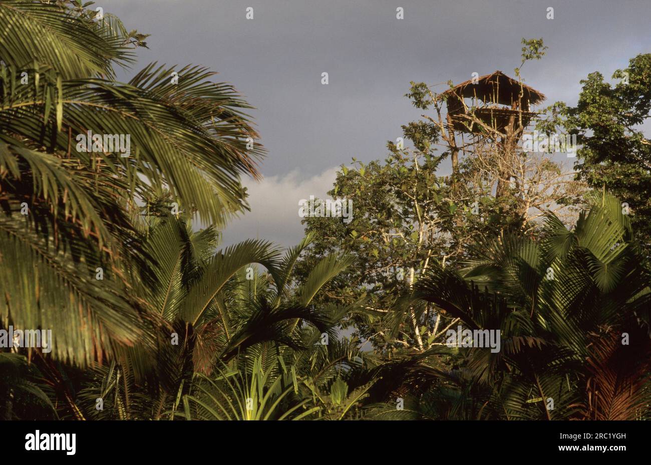Korowai tree house hi-res stock photography and images - Alamy