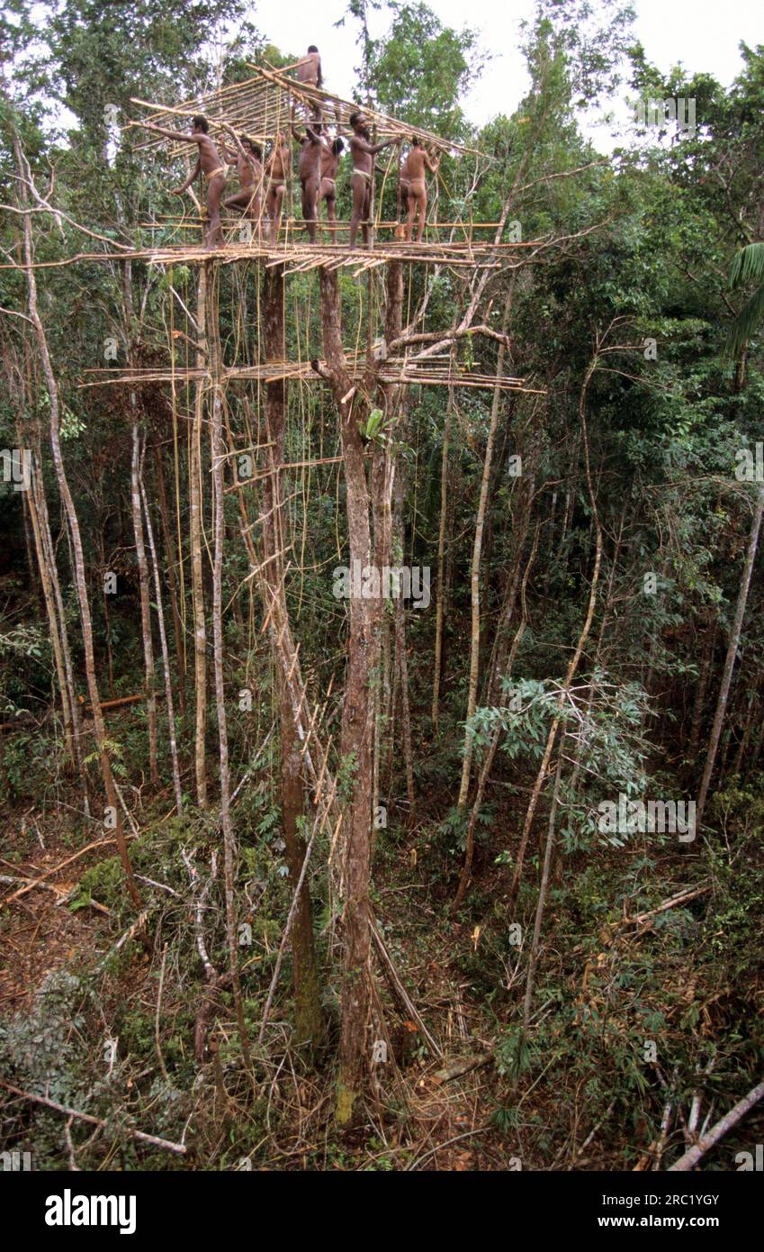 Korowai tree house hi-res stock photography and images - Alamy