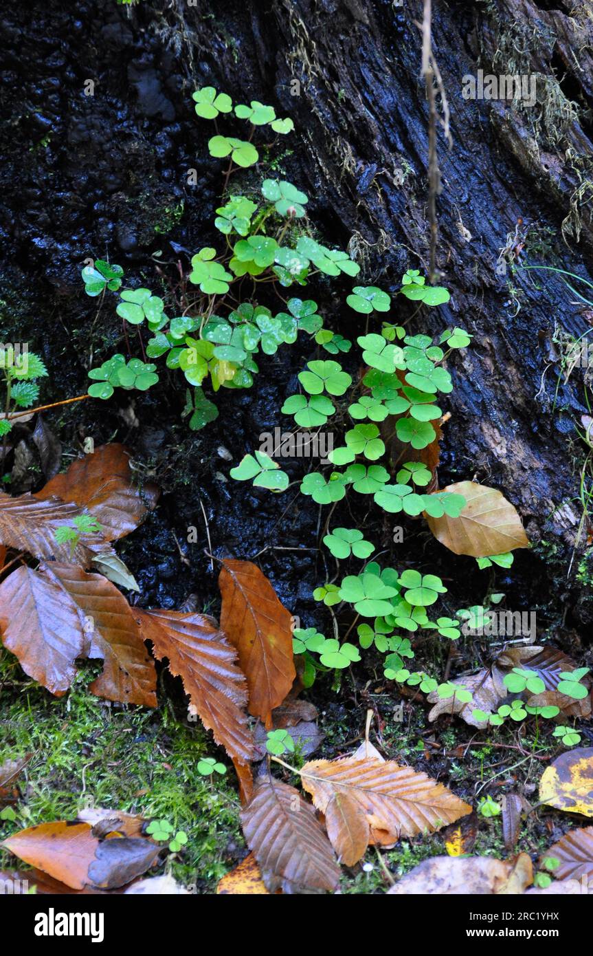 Tree stump with clover and autumn leaves Stock Photo - Alamy