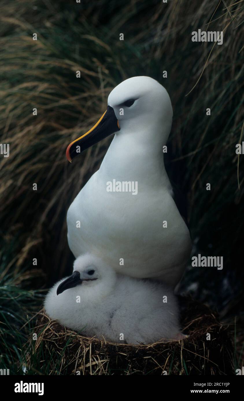 Yellow-nosed Albatross with chicks in nest, Amsterdam Island, Sub ...