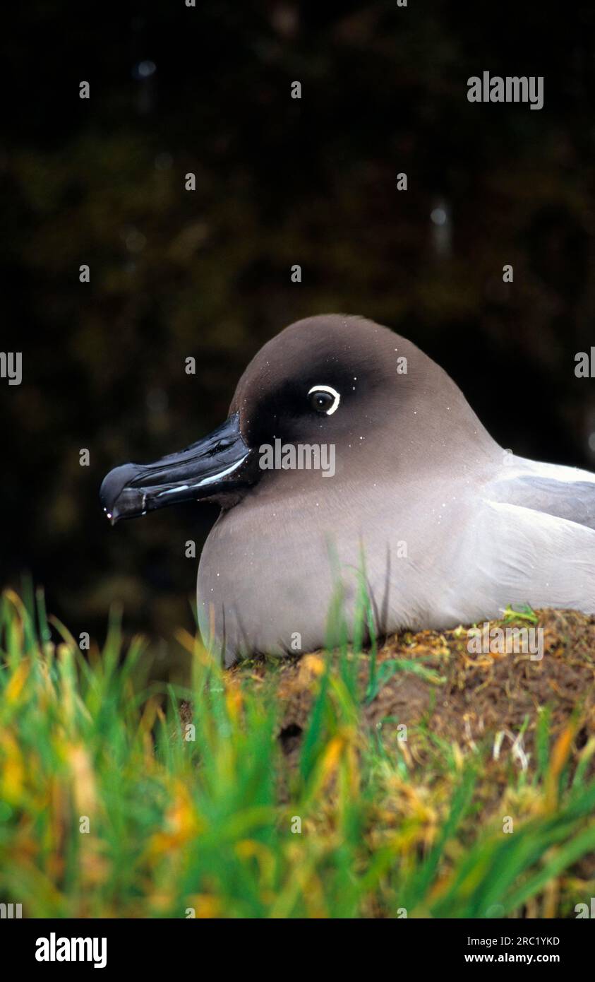 Light mantled albatross hi-res stock photography and images - Alamy